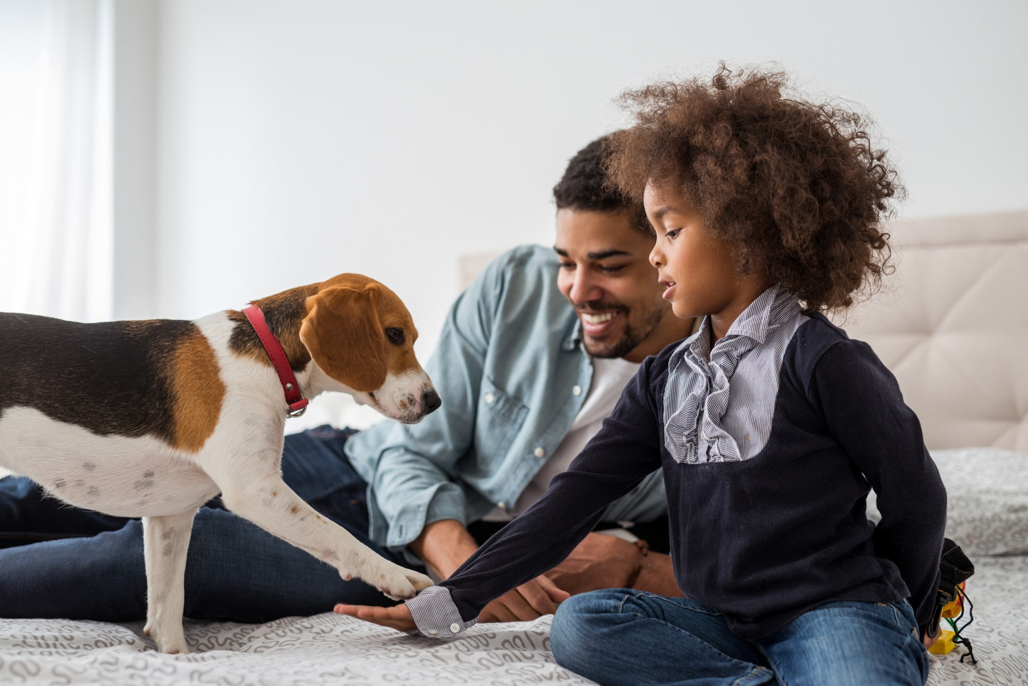 Should You Allow Pets in a Rental Property? A Quick Guide